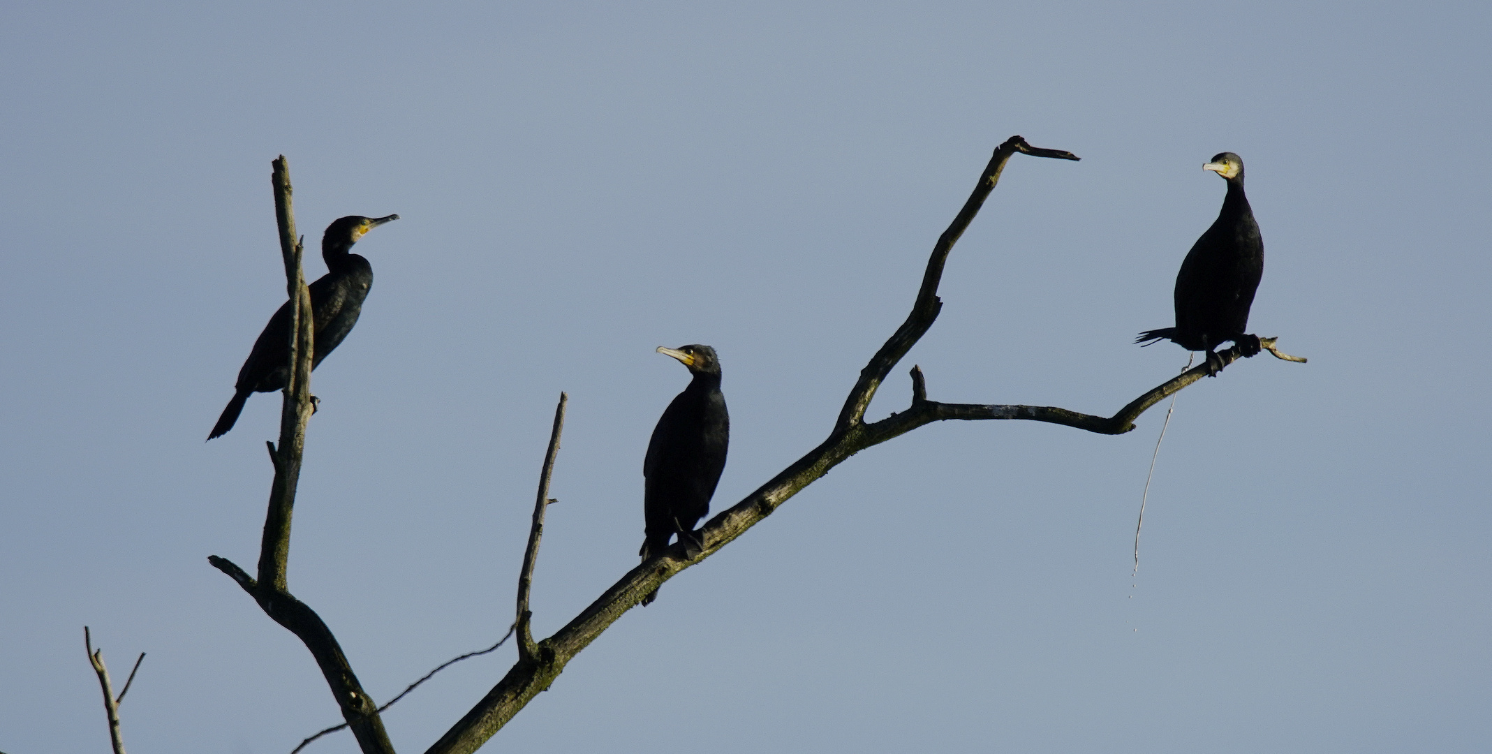 Kormorane. Foto & Bild | tiere, wildlife, wild lebende vögel Bilder auf ...