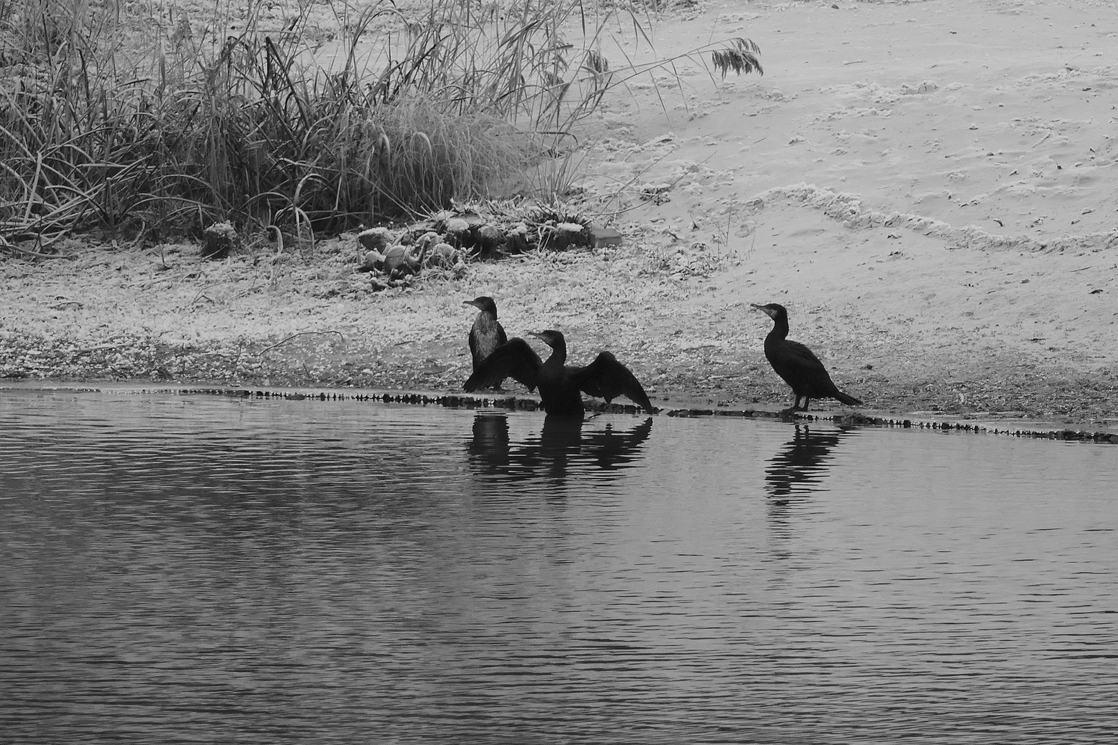 Kormorane Foto & Bild | spezial, winter, natur Bilder auf fotocommunity