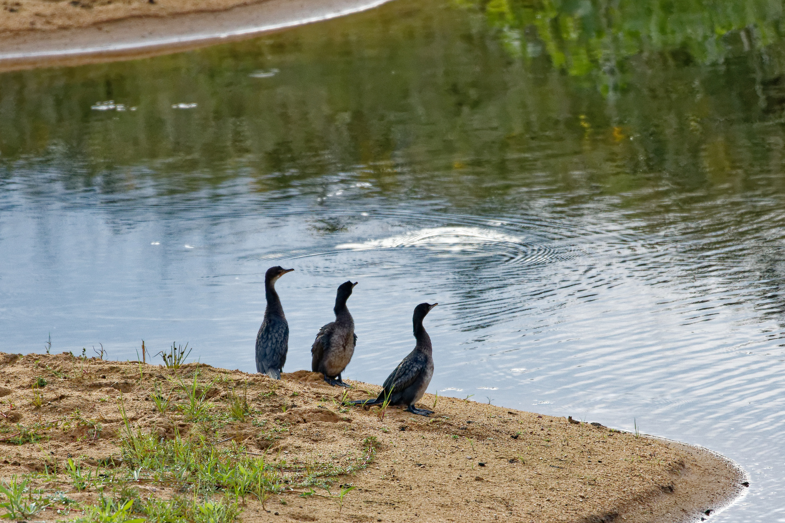 Kormorane Foto & Bild | world, natur, south africa Bilder auf fotocommunity