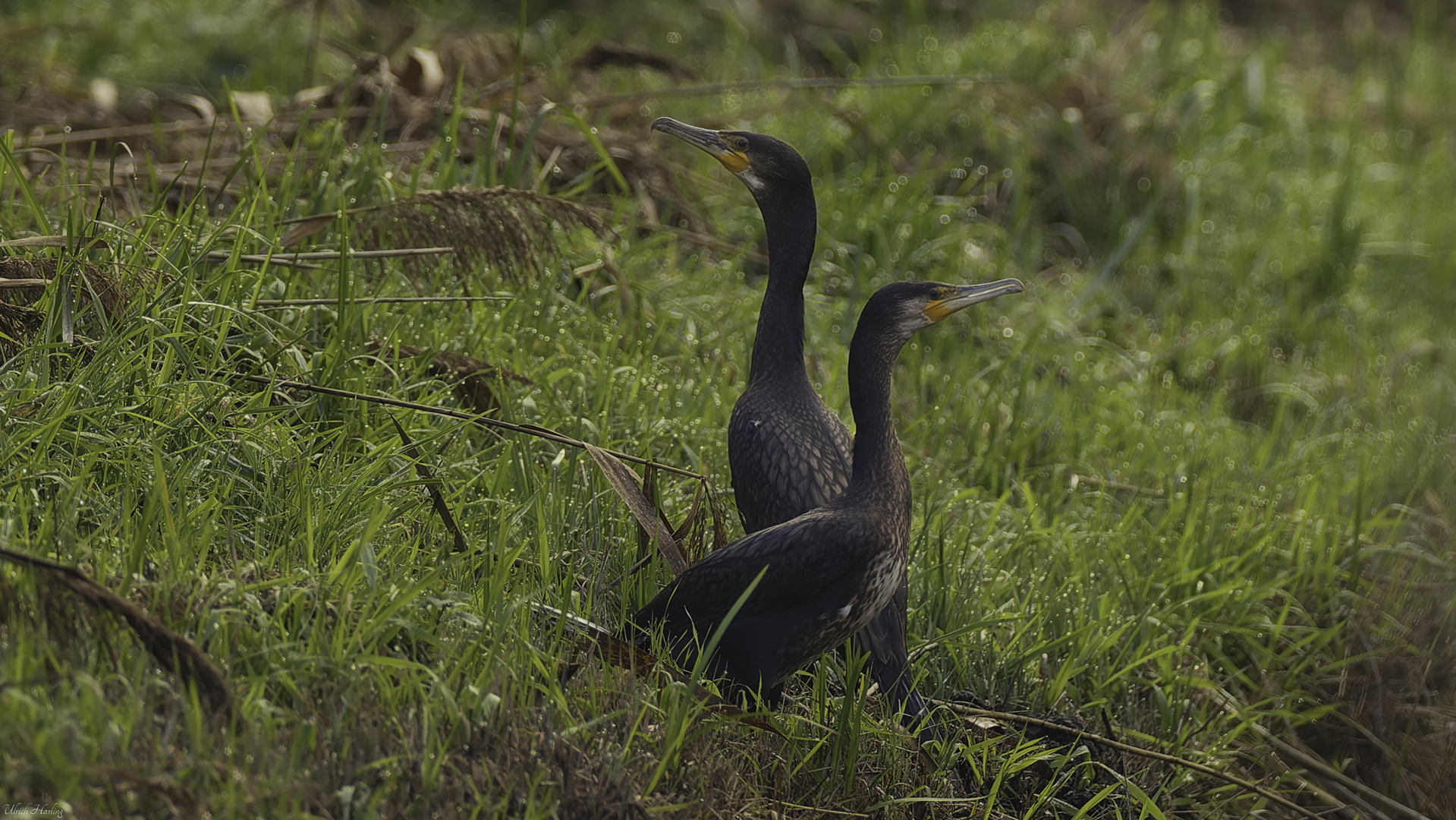 Kormorane Foto & Bild | tiere, wildlife, natur Bilder auf fotocommunity