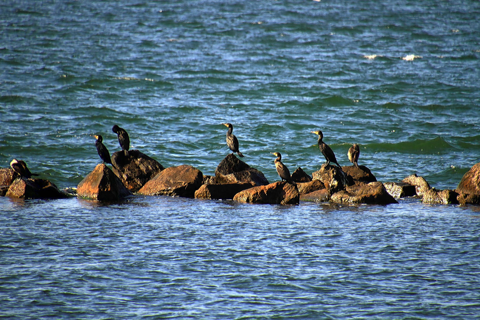 Kormorane... Foto & Bild | tiere, wildlife, wild lebende vögel Bilder ...