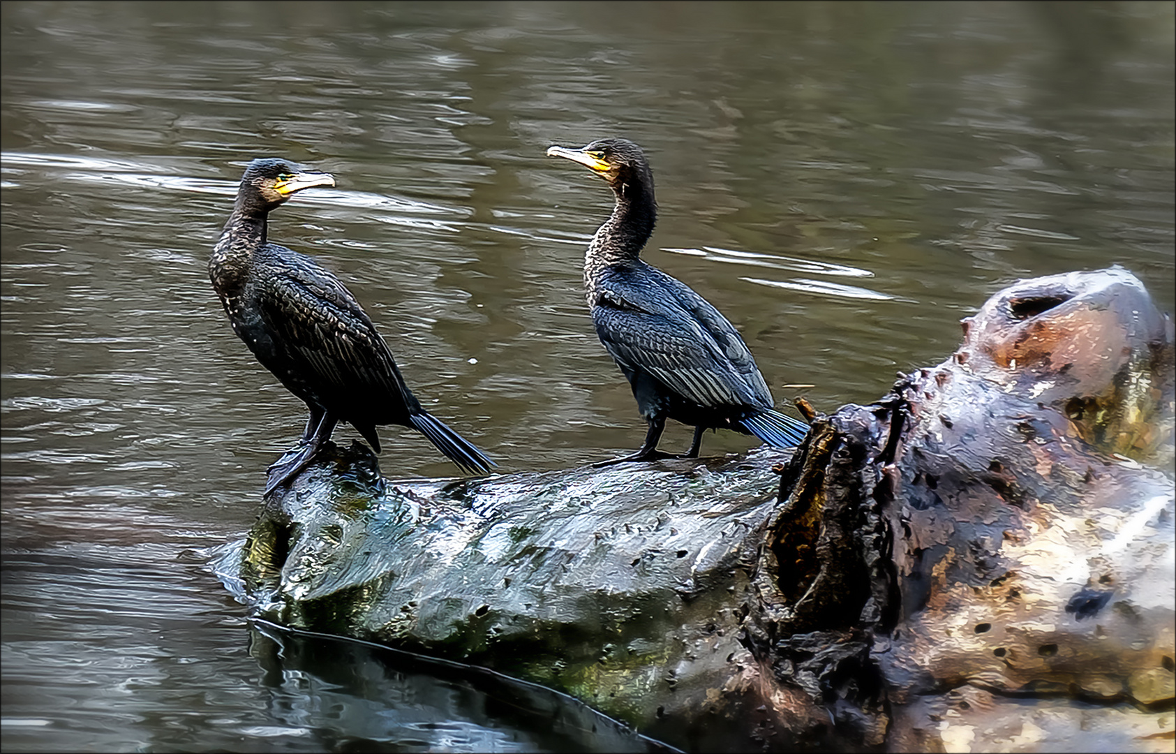 Kormorane im Schloßparkweiher Foto & Bild | tiere, wildlife, wild ...