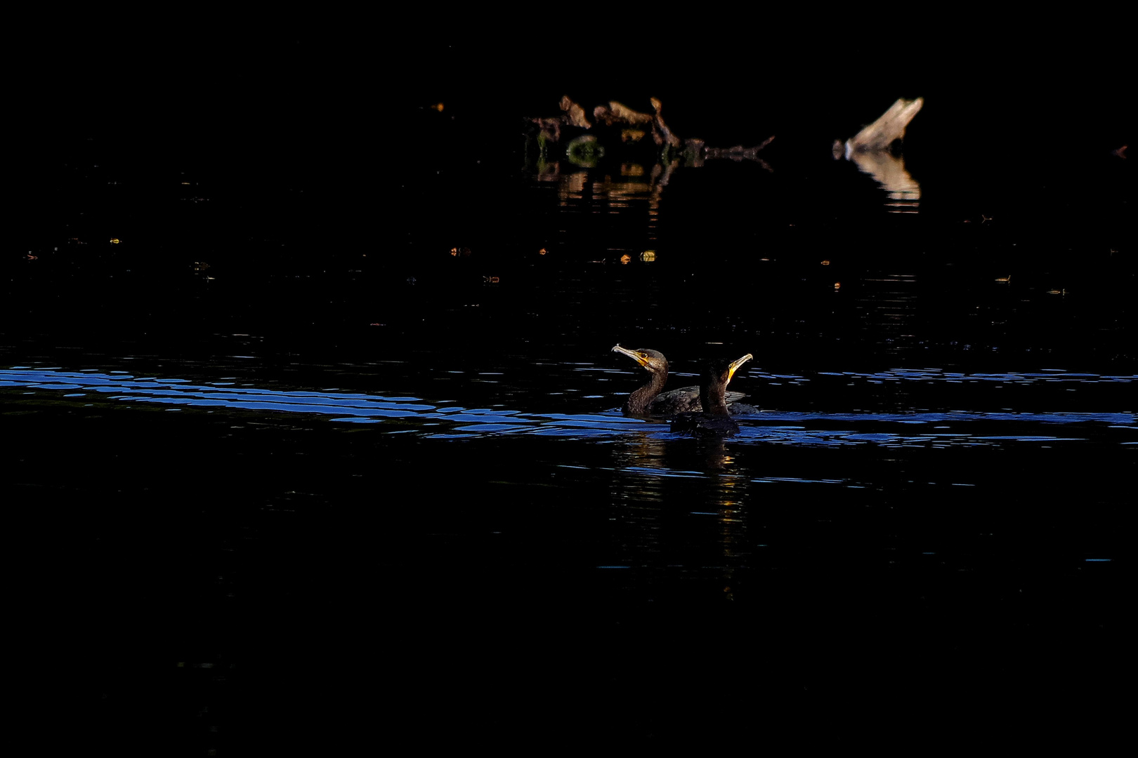 Kormorane in low key Foto & Bild | tiere, wildlife, wild lebende vögel ...