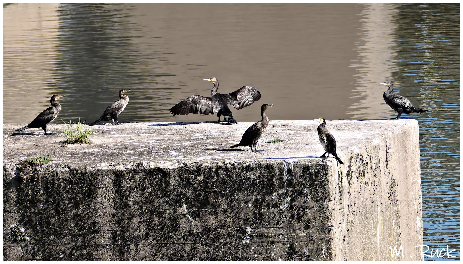 Kormorane sah man an der Schleuse Foto & Bild | natur-kreativ ...
