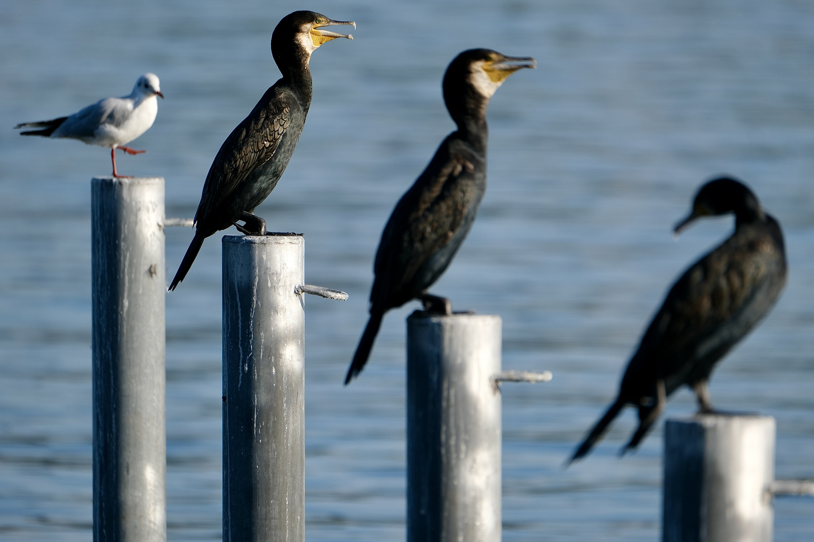 Kormorane und Möwe Foto & Bild | tiere, wildlife, wild lebende vögel ...