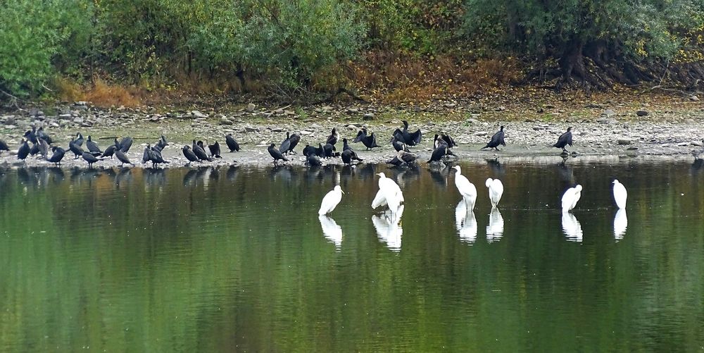 Kormorane und Silberreiher Foto & Bild | natur, tiere, vögel Bilder auf ...