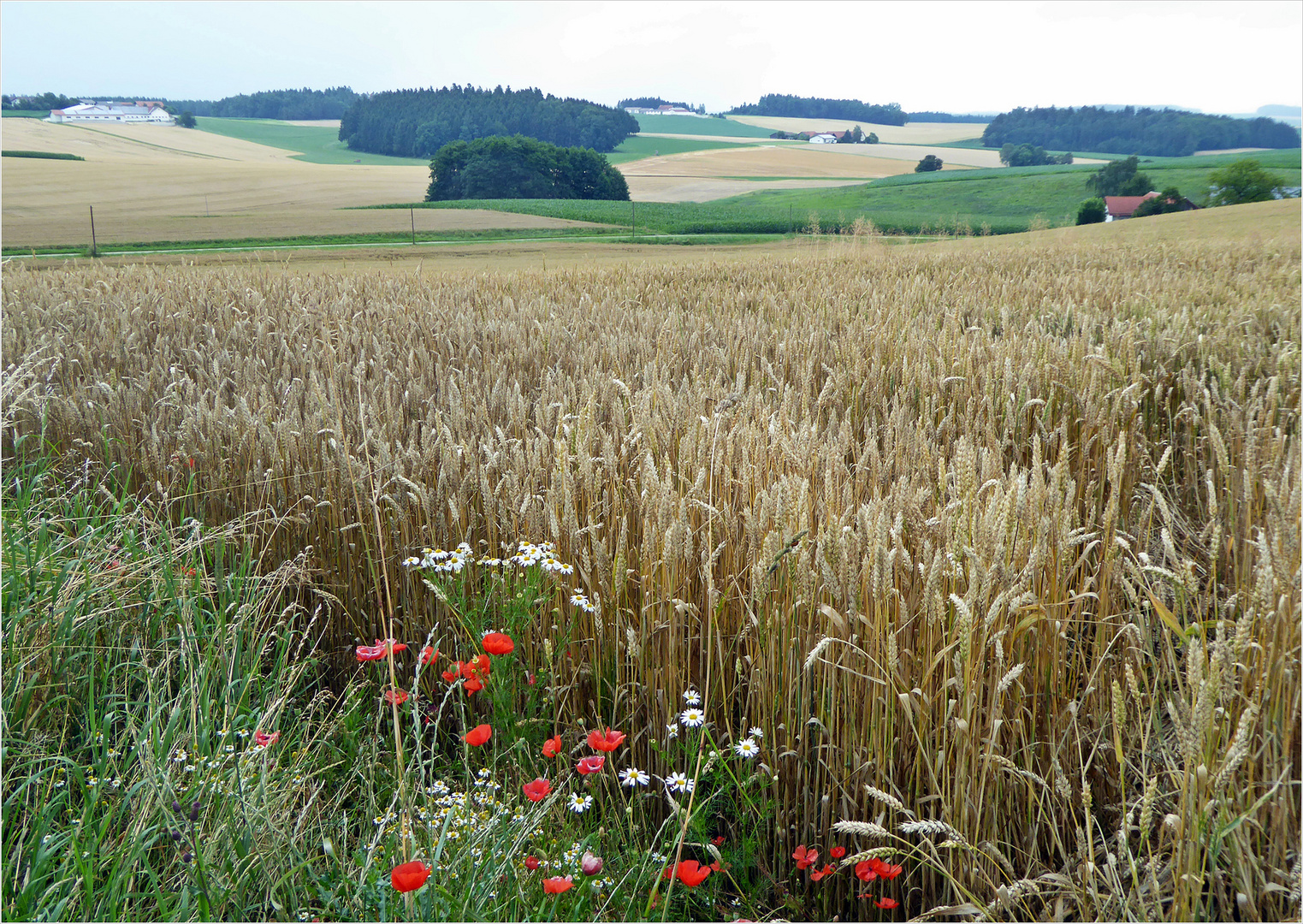 Korn-Blumen-Feld Foto & Bild | sommer, feld, natur Bilder auf fotocommunity