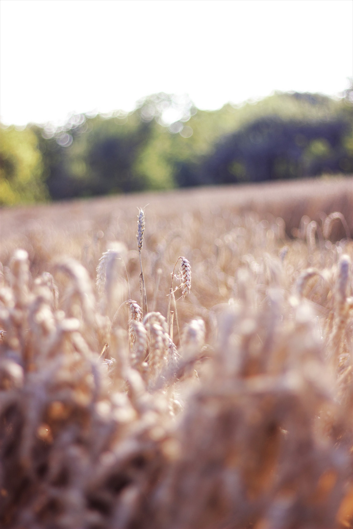 Kornfeld Foto & Bild | natur-kreativ, sommer, natur Bilder auf fotocommunity