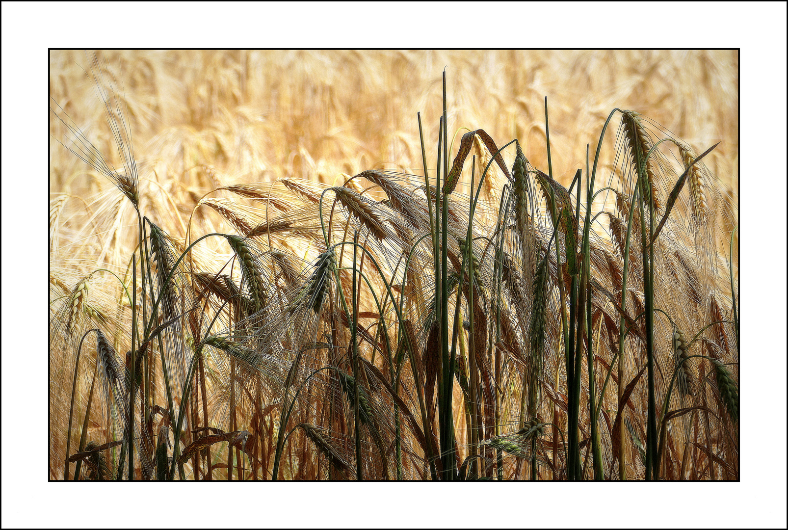 Kornfeld (1) Foto & Bild | felder, natur, getreide Bilder auf fotocommunity