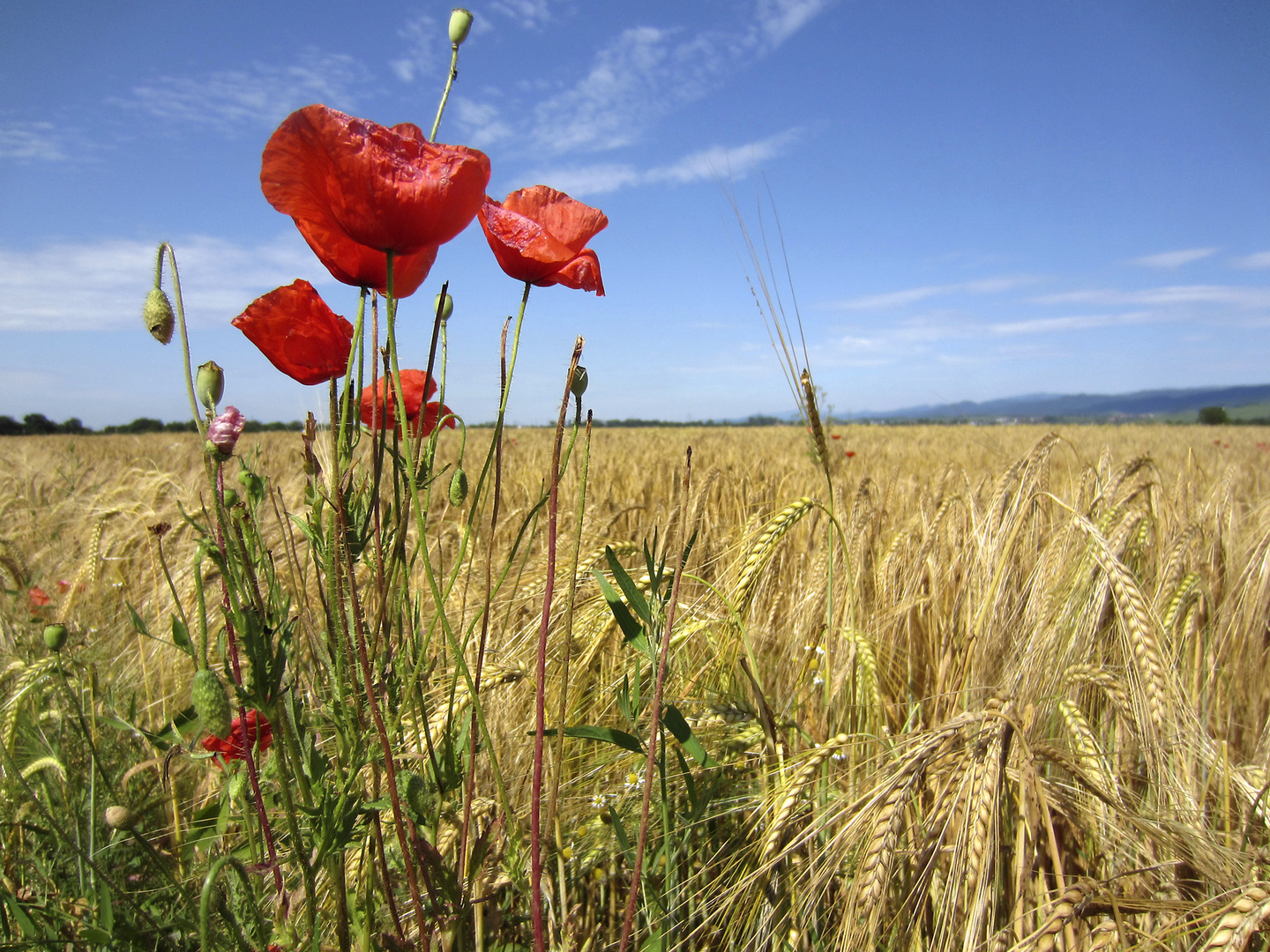 Kornfeld Foto & Bild | landschaft, Äcker, felder & wiesen, natur Bilder auf fotocommunity