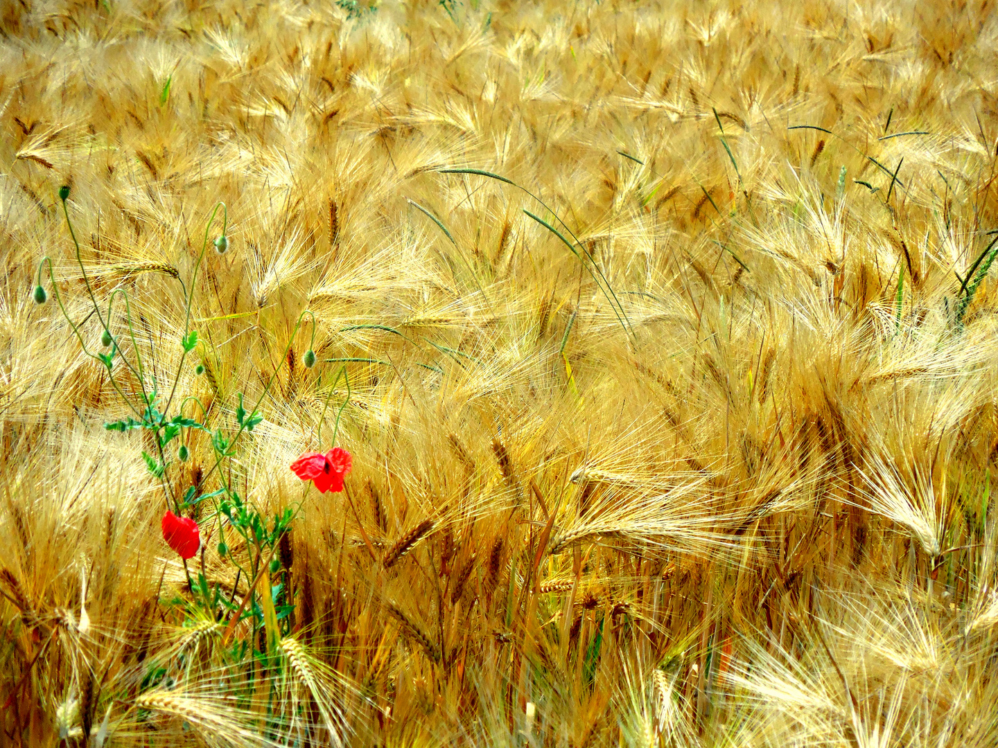 Kornfeld 2 Foto & Bild | natur, kornfeld, pflanzen Bilder auf fotocommunity