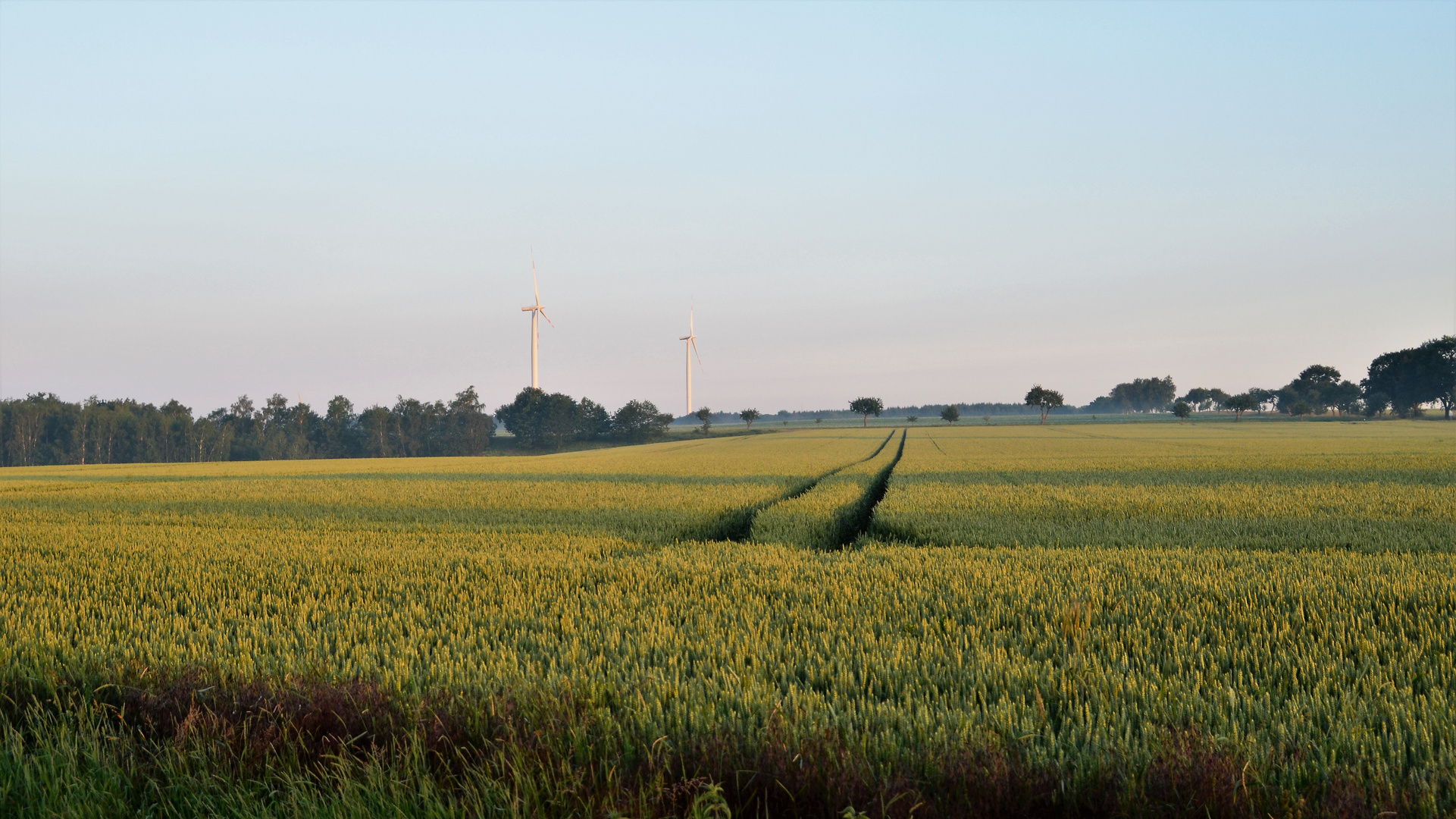 Kornfeld Foto & Bild | landschaft, jahreszeiten, sommer Bilder auf fotocommunity