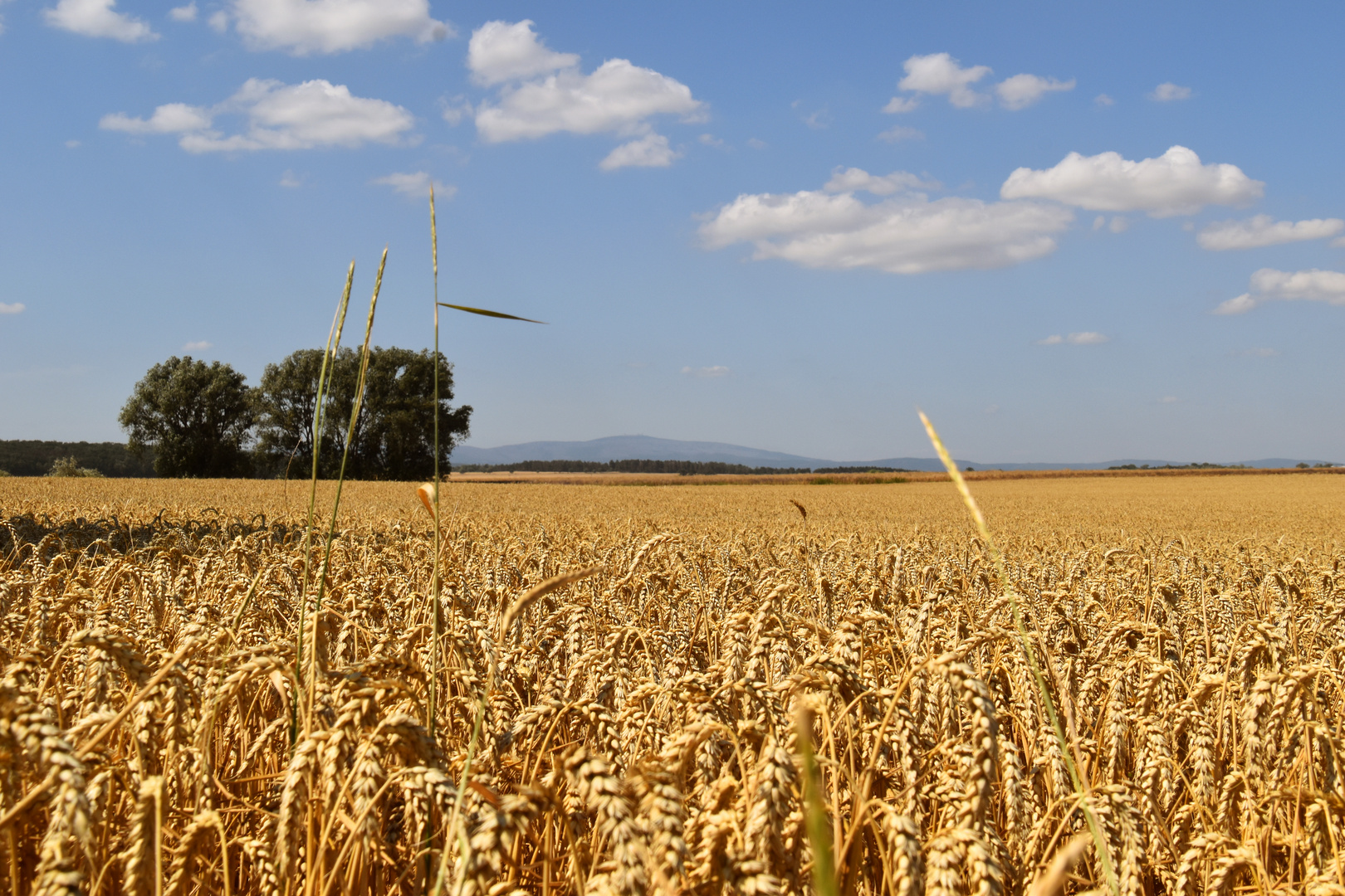 Kornfeld Foto & Bild | felder, natur, landschaft Bilder auf fotocommunity