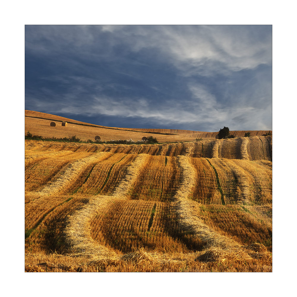 Kornfeld Foto & Bild | europe, scandinavia, denmark Bilder auf fotocommunity