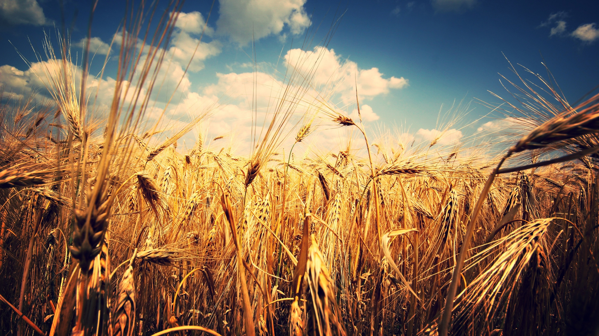 kornfeld Foto & Bild | jahreszeiten, sommer, kornfeld Bilder auf fotocommunity