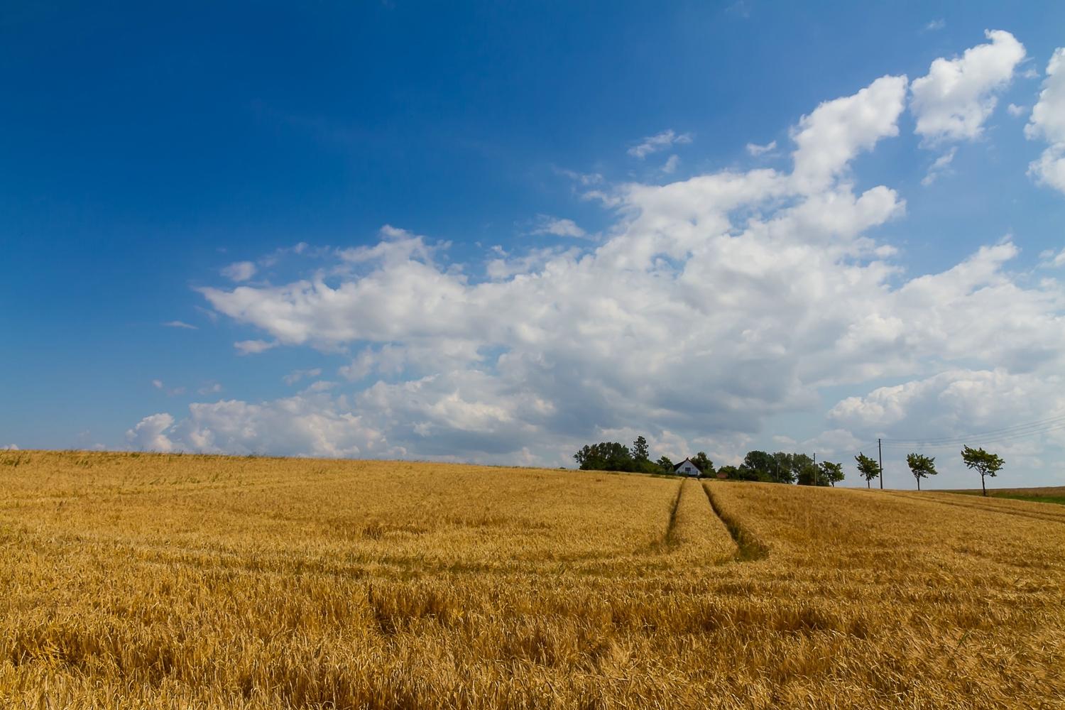 Kornfeld Foto & Bild | urlaub, sommer, outdoor Bilder auf fotocommunity