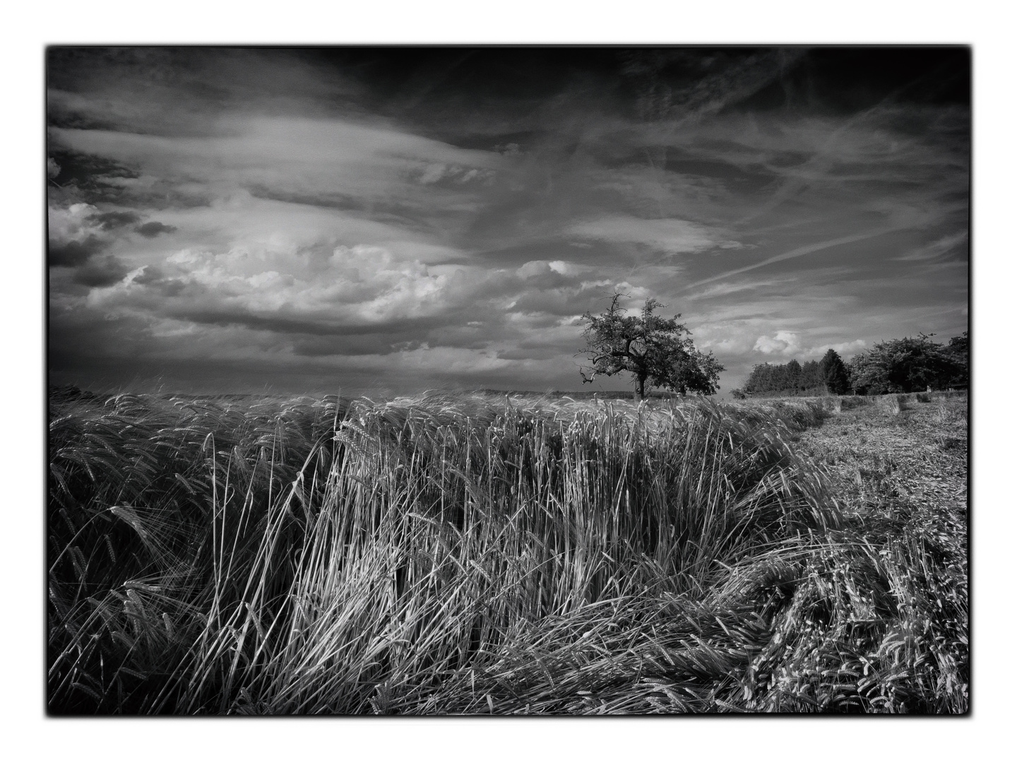 Kornfeld Foto & Bild | landschaft, Äcker, felder & wiesen, monochrom Bilder auf fotocommunity