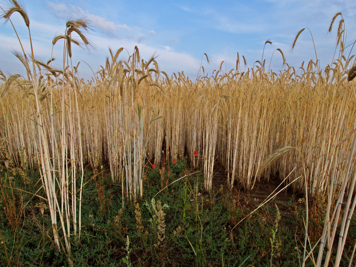 Kornfeld Foto & Bild | fotos, sommer, natur Bilder auf fotocommunity