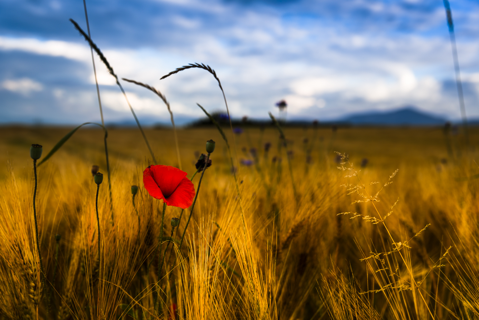 Kornfeld Foto & Bild | landschaft, Äcker, felder & wiesen, hdr Bilder auf fotocommunity