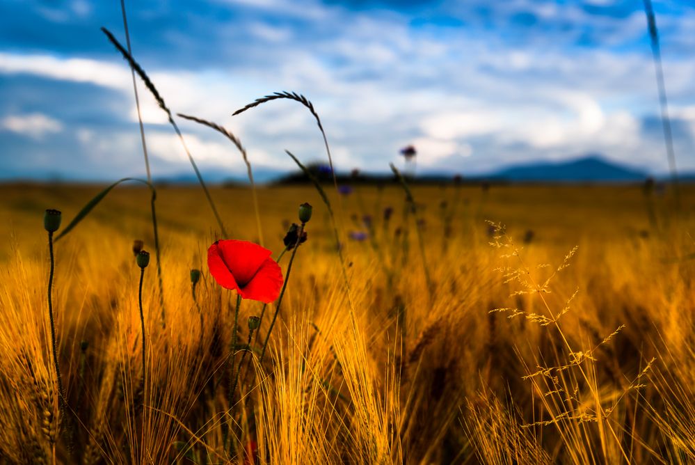 Kornfeld Foto & Bild | landschaft, Äcker, felder & wiesen, hdr Bilder auf fotocommunity