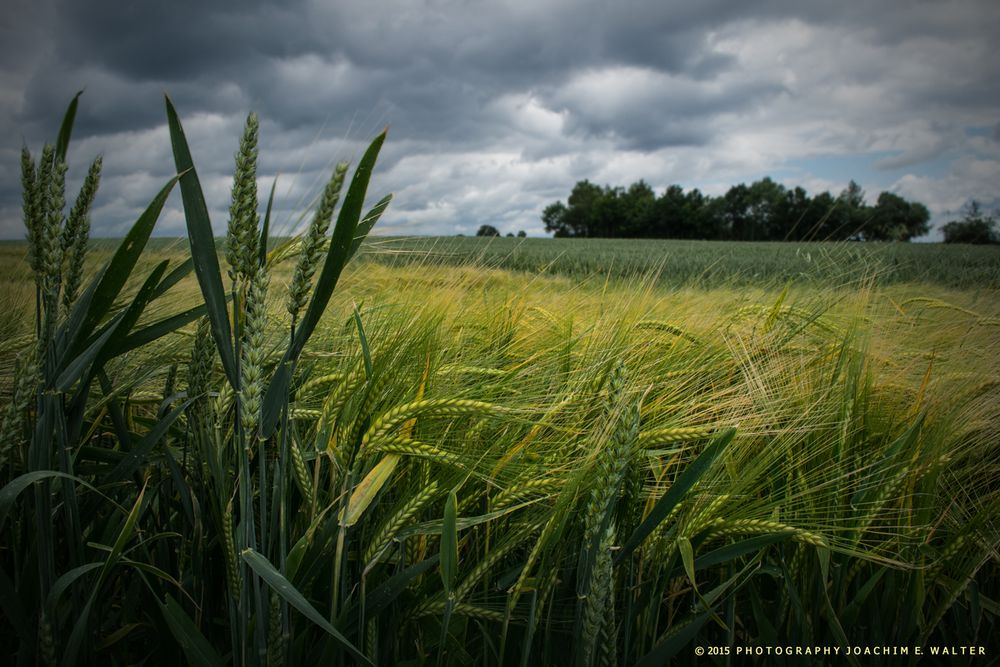 Kornfeld Foto & Bild | landschaft, natur, kornfeld Bilder auf fotocommunity