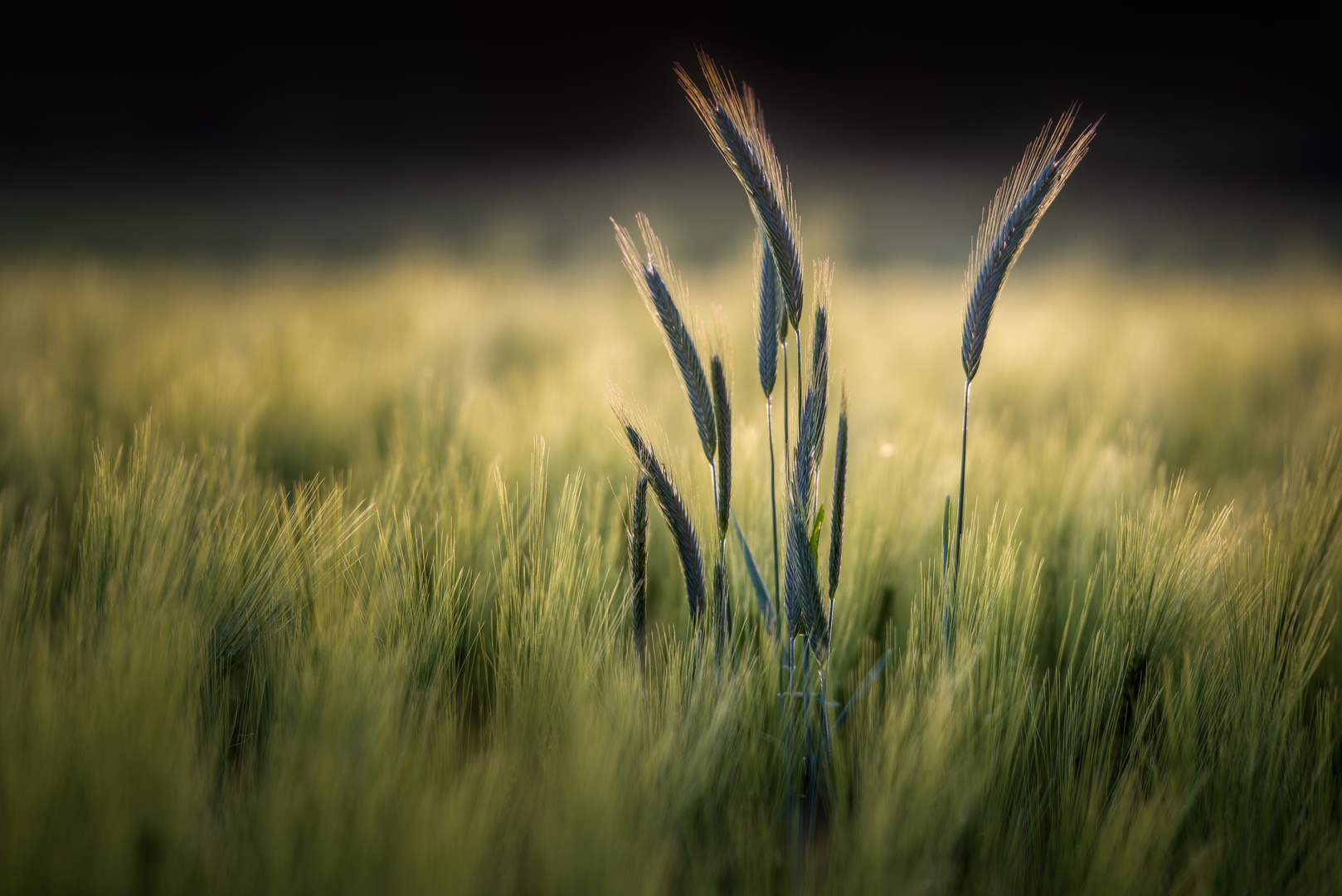 Kornfeld Foto & Bild | pflanzen, pilze & flechten, landschaft, jahreszeiten Bilder auf fotocommunity