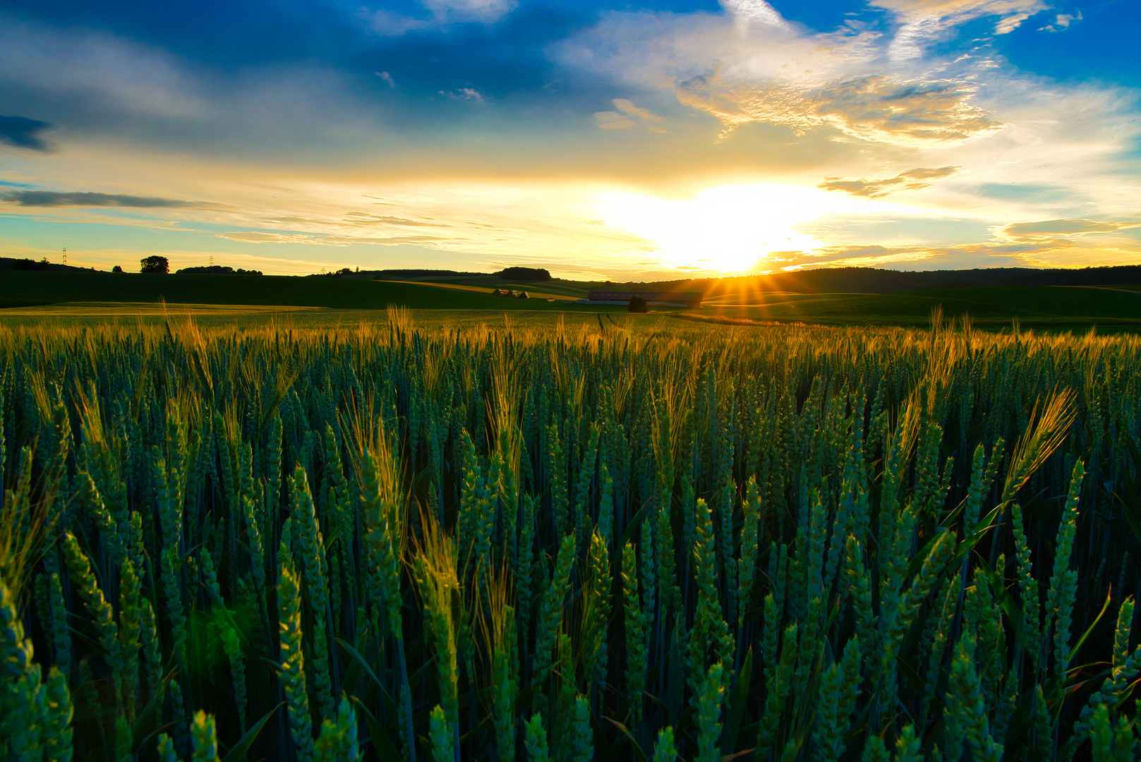 Kornfeld Foto & Bild | landschaft, sunset, sonne Bilder auf fotocommunity