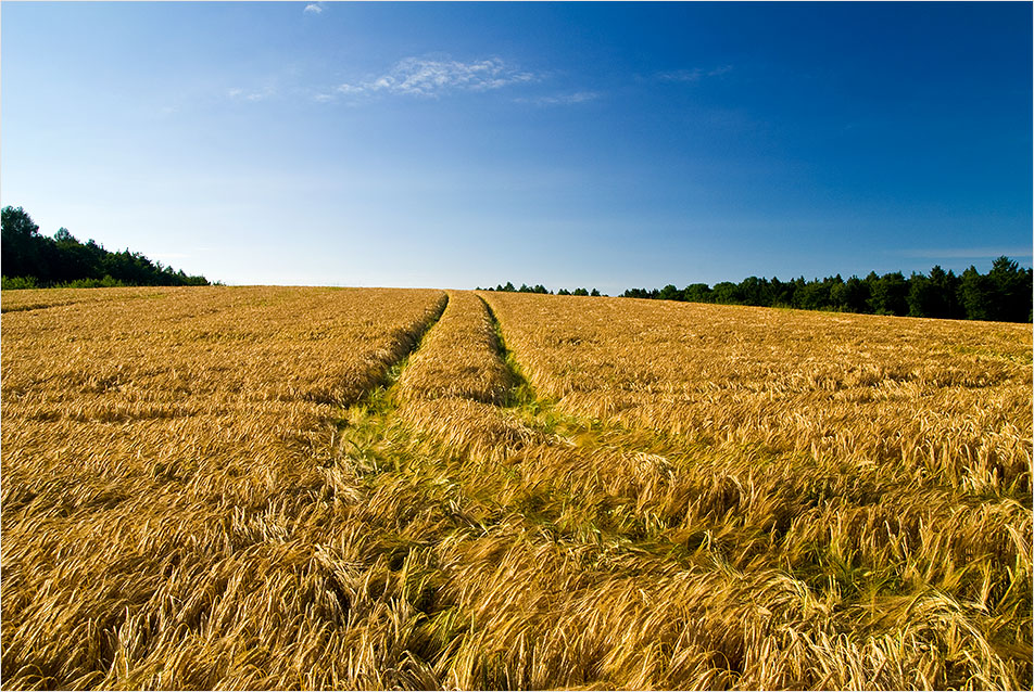 Kornfeld Foto & Bild | landschaft, Äcker, felder & wiesen, auf dem land Bilder auf fotocommunity