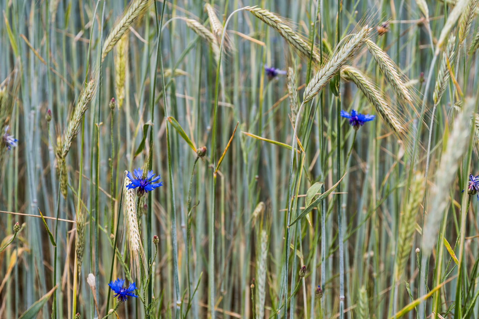 Kornfeld Foto & Bild | kornblumen, getreidefeld, sommer Bilder auf fotocommunity