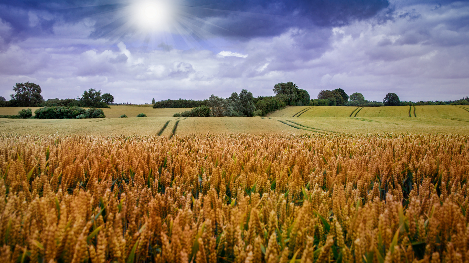 Kornfeld Foto & Bild | landschaften, sonnenuntergang, hell Bilder auf fotocommunity