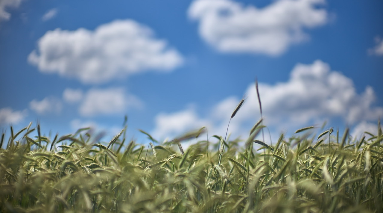 Kornfeld Foto & Bild | landschaft, Äcker, felder & wiesen, kornfeld Bilder auf fotocommunity