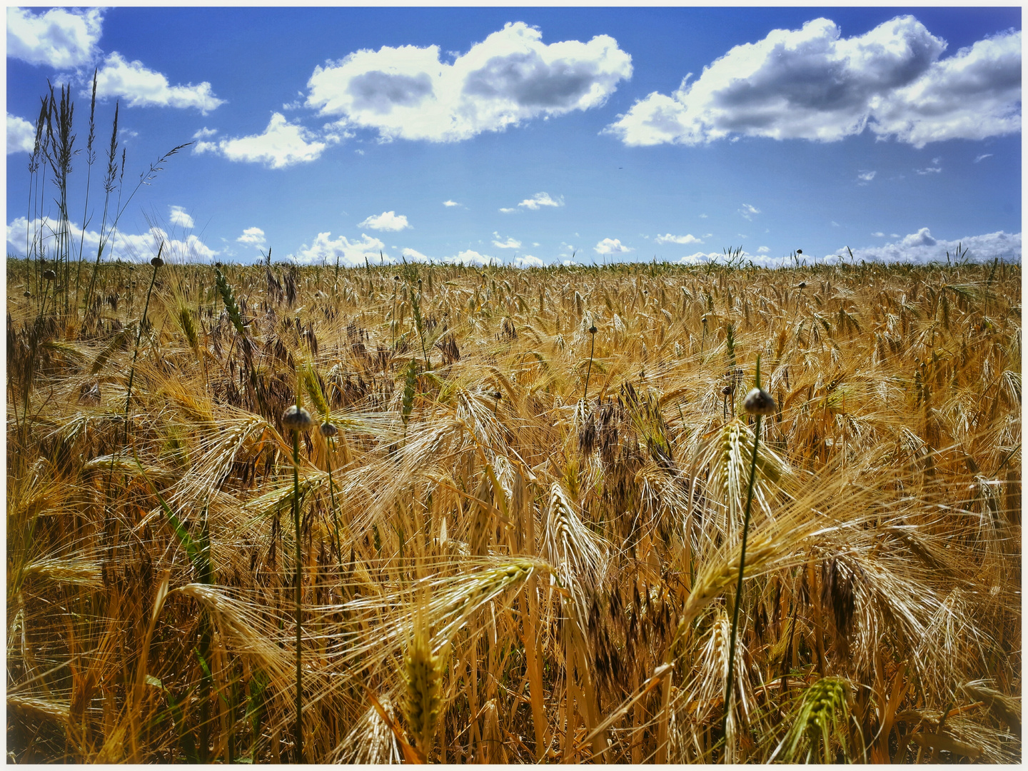 Kornfeld Foto & Bild | landschaft, Äcker, felder & wiesen, sommer Bilder auf fotocommunity