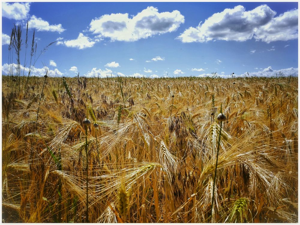 Kornfeld Foto & Bild | landschaft, Äcker, felder & wiesen, sommer Bilder auf fotocommunity