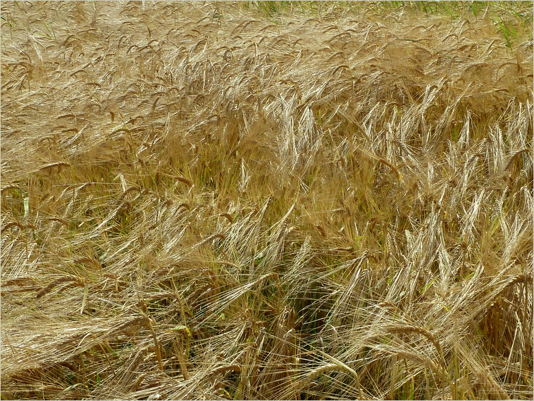 Kornfeld Foto & Bild | jahreszeiten, sommer, rund um kirchheim Bilder auf fotocommunity