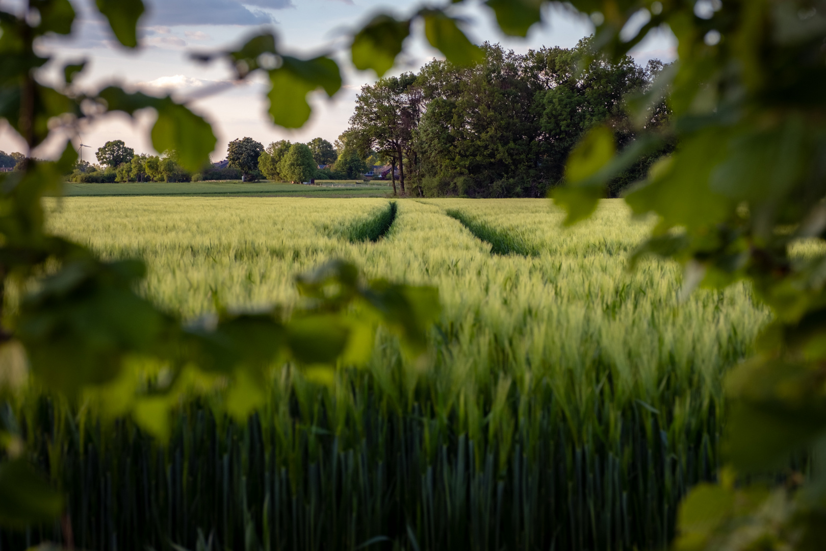 Kornfeld Foto & Bild | landschaft, pflanzen, natur Bilder auf fotocommunity