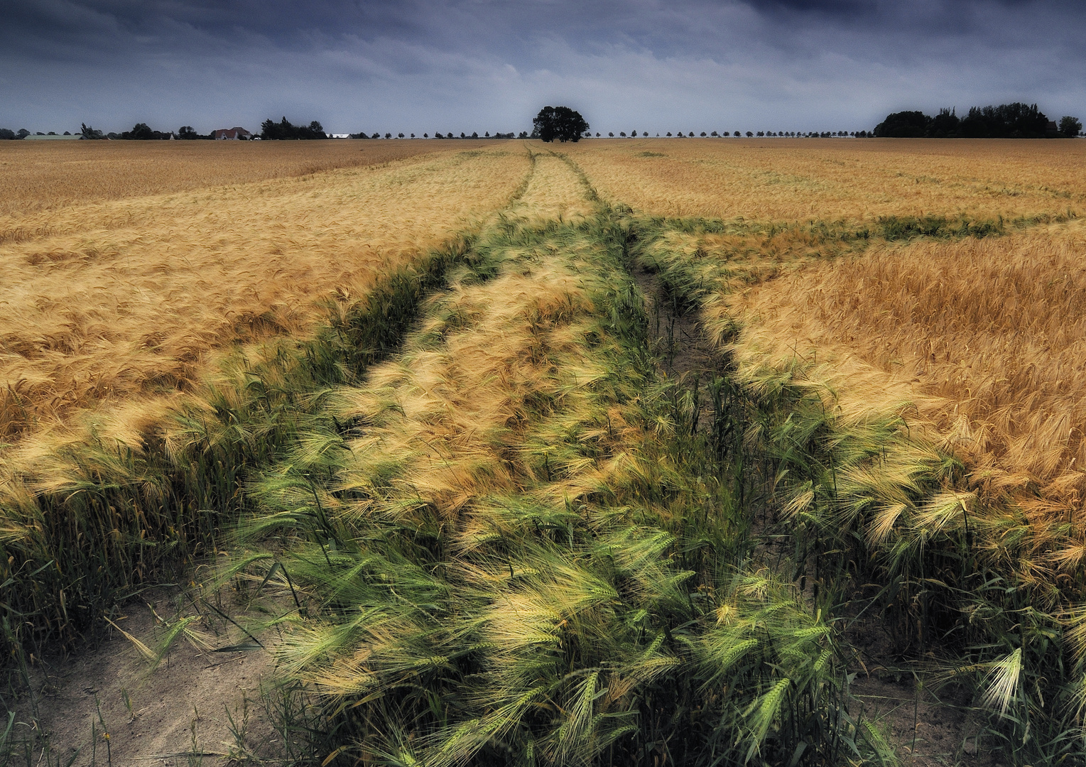 Kornfeld Foto & Bild | landschaften, natur, landschaft Bilder auf fotocommunity