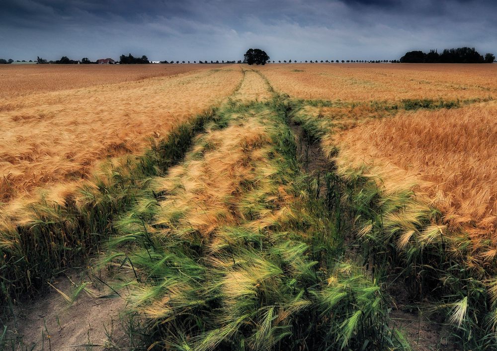 Kornfeld Foto & Bild | landschaften, natur, landschaft Bilder auf fotocommunity