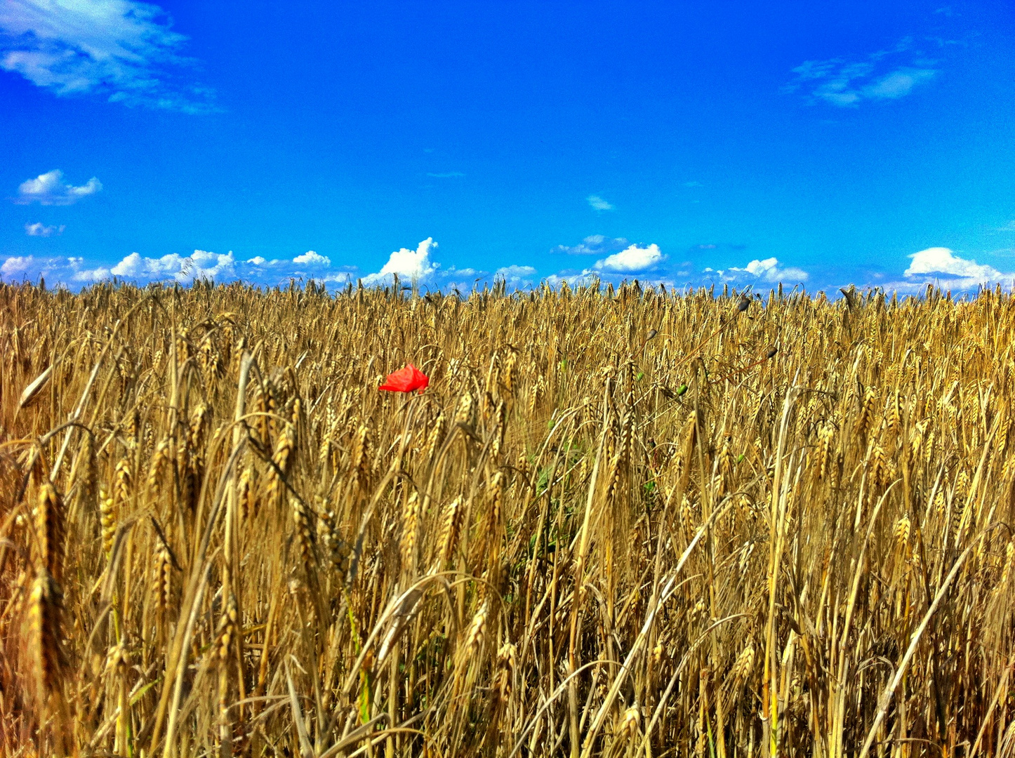 Kornfeld Foto & Bild | natur-kreativ, landschaften, kornfeld Bilder auf fotocommunity