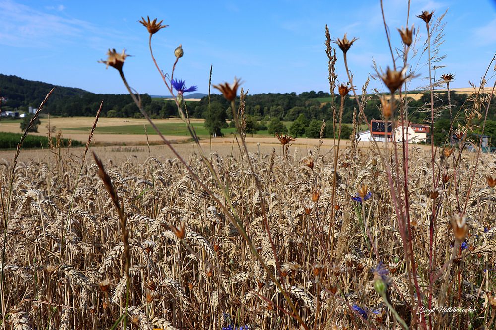 Kornfeld Foto & Bild | landschaft, jahreszeiten, sommer Bilder auf fotocommunity