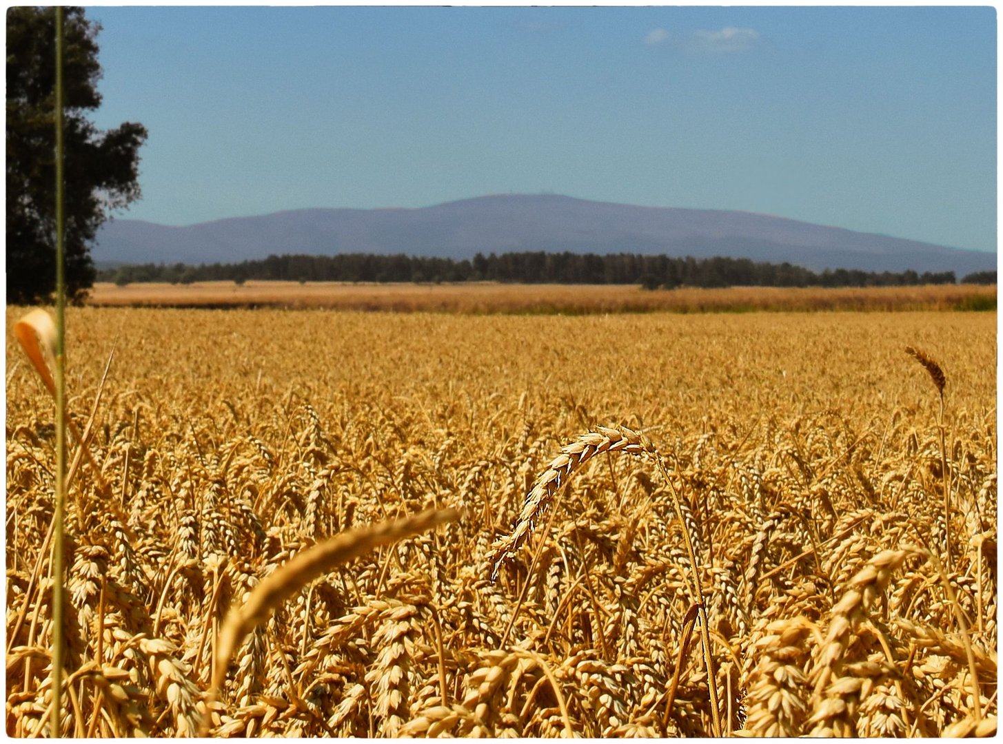 Kornfeld.... Foto & Bild | felder, natur, kornfeld Bilder auf fotocommunity