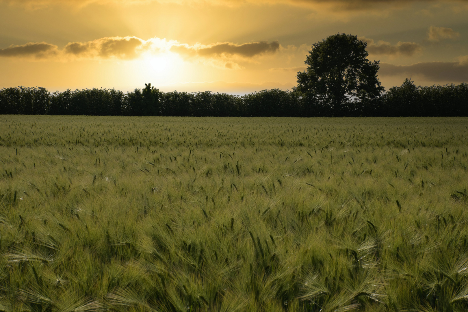 Kornfeld Foto & Bild | landschaft, kulturlandschaften, landschaften Bilder auf fotocommunity