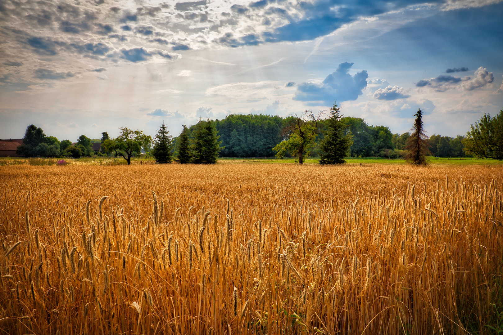 Kornfeld, das ist immer frei, denn es ist Sommer ... Foto & Bild | landschaft, himmel, Äcker ...