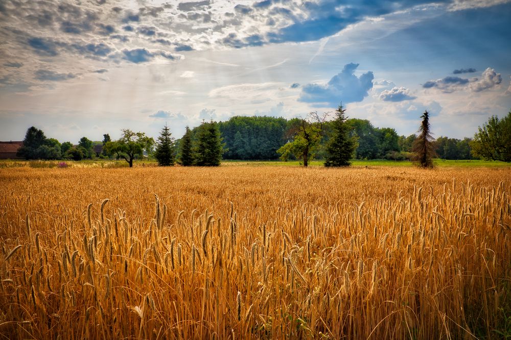 Kornfeld, das ist immer frei, denn es ist Sommer ... Foto & Bild | landschaft, himmel, Äcker ...