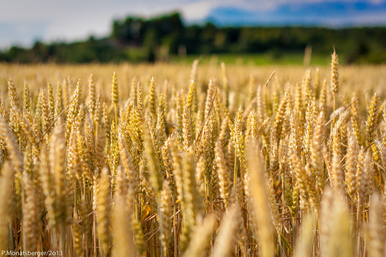 Kornfeld Foto & Bild | landschaft, Äcker, felder & wiesen, natur Bilder auf fotocommunity