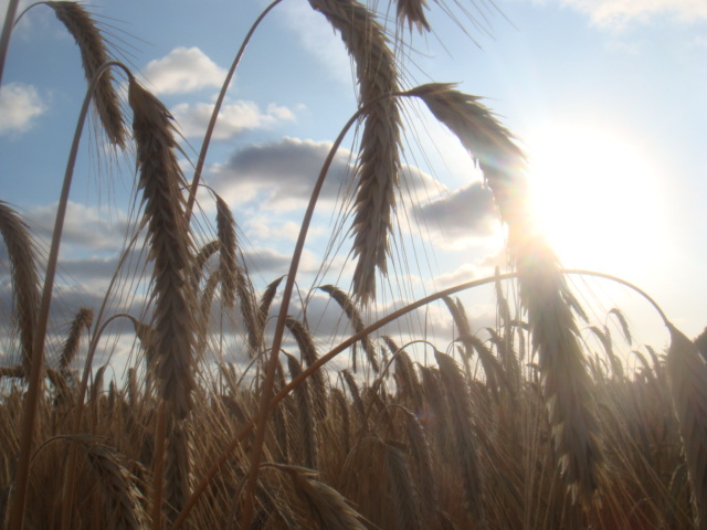 Kornfeld Foto & Bild | jahreszeiten, sommer, natur Bilder auf fotocommunity
