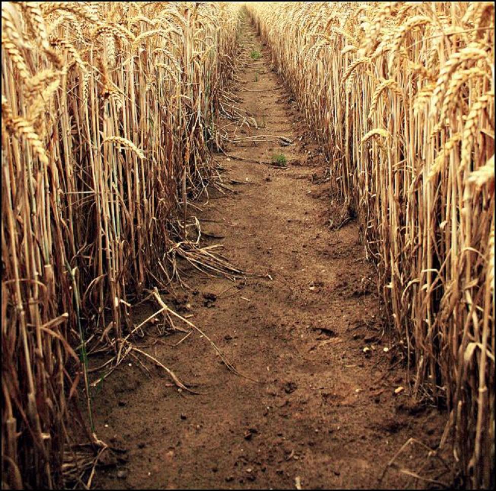 Kornfeld Foto & Bild | landschaft, Äcker, felder & wiesen, natur Bilder auf fotocommunity