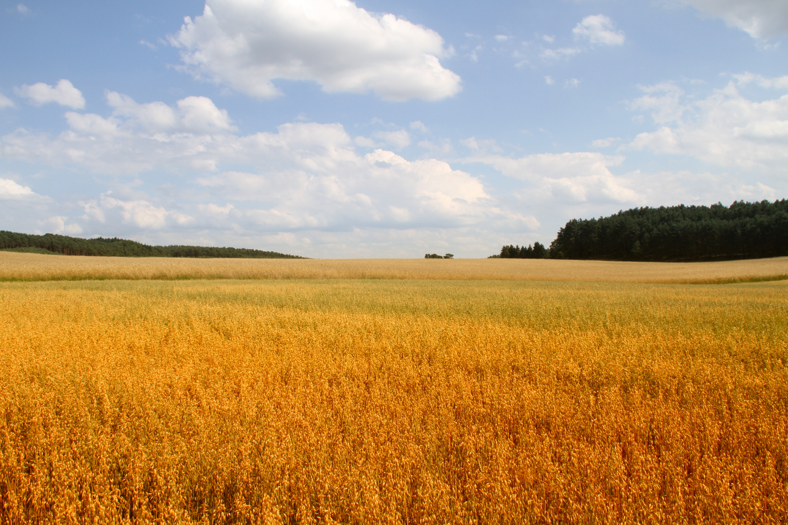 Kornfeld hinterm Haus Foto & Bild | jahreszeiten, sommer, natur Bilder auf fotocommunity