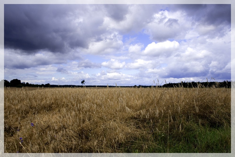 Kornfeld I Foto & Bild | landschaft, Äcker, felder & wiesen, pictures Bilder auf fotocommunity