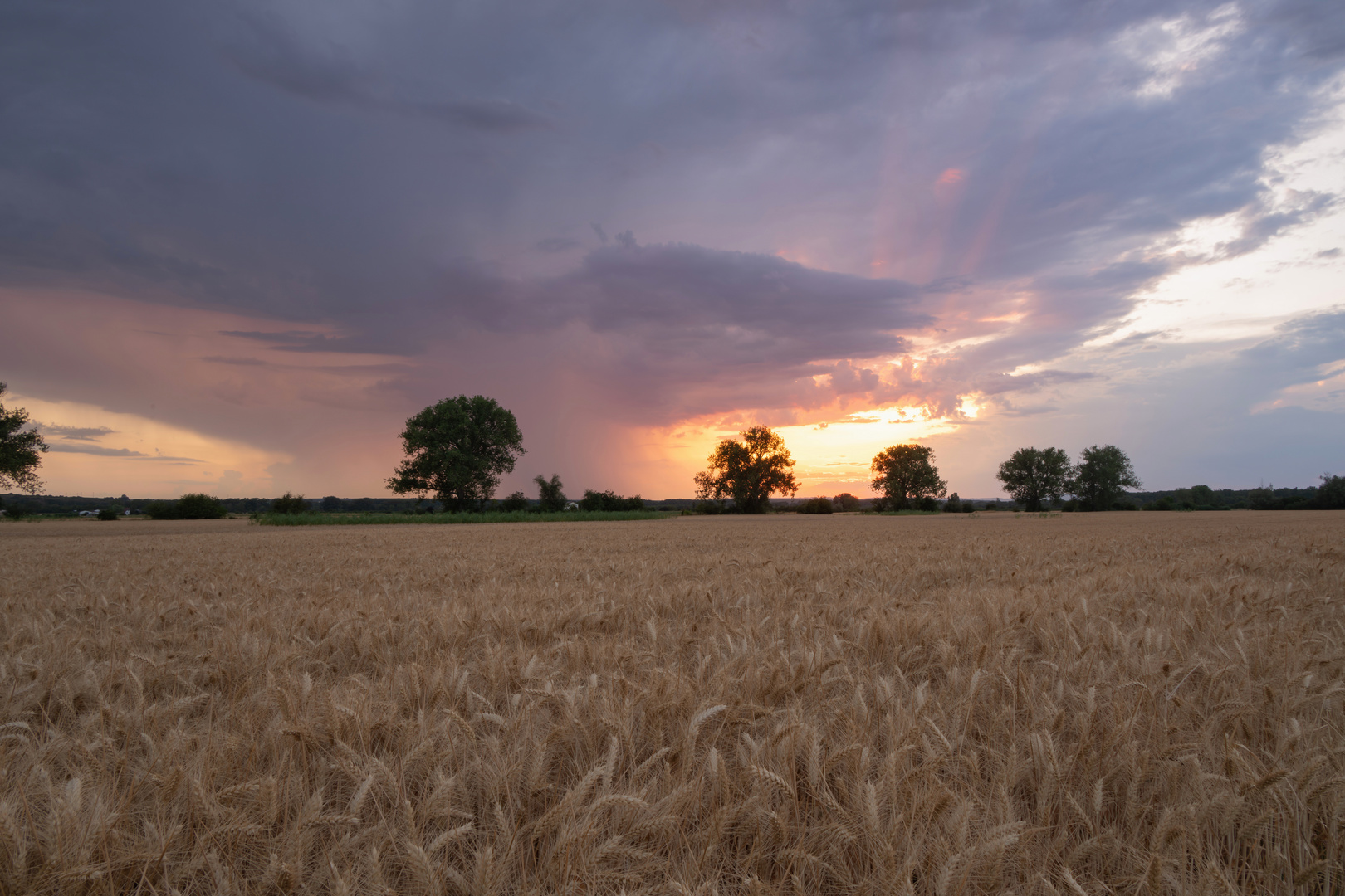 Kornfeld im Abendlicht Foto & Bild | landschaft, sonnenuntergänge, projekte Bilder auf fotocommunity