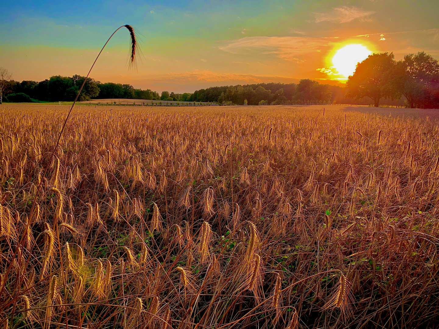 Kornfeld im Abendlicht Foto & Bild | landschaft, Äcker, felder & wiesen, himmel Bilder auf ...